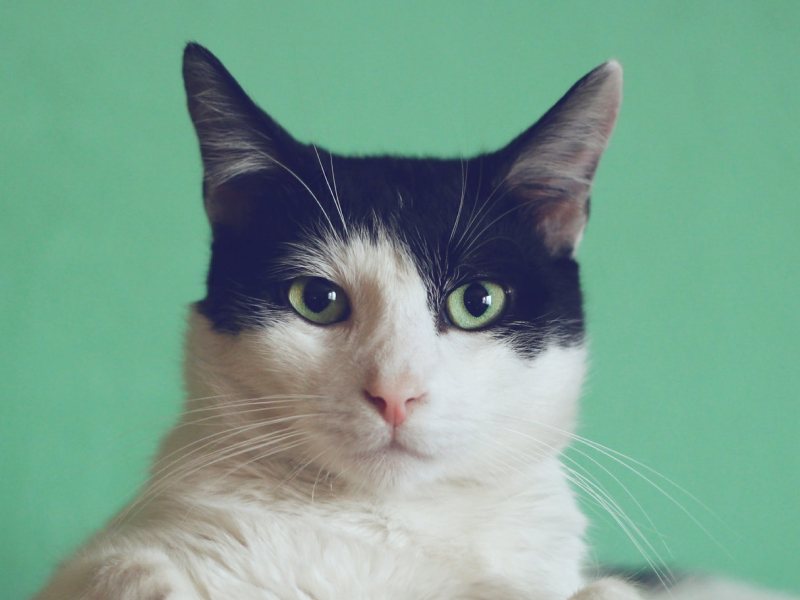 What Does It Mean When My Cat s Eyes Are Dilated 